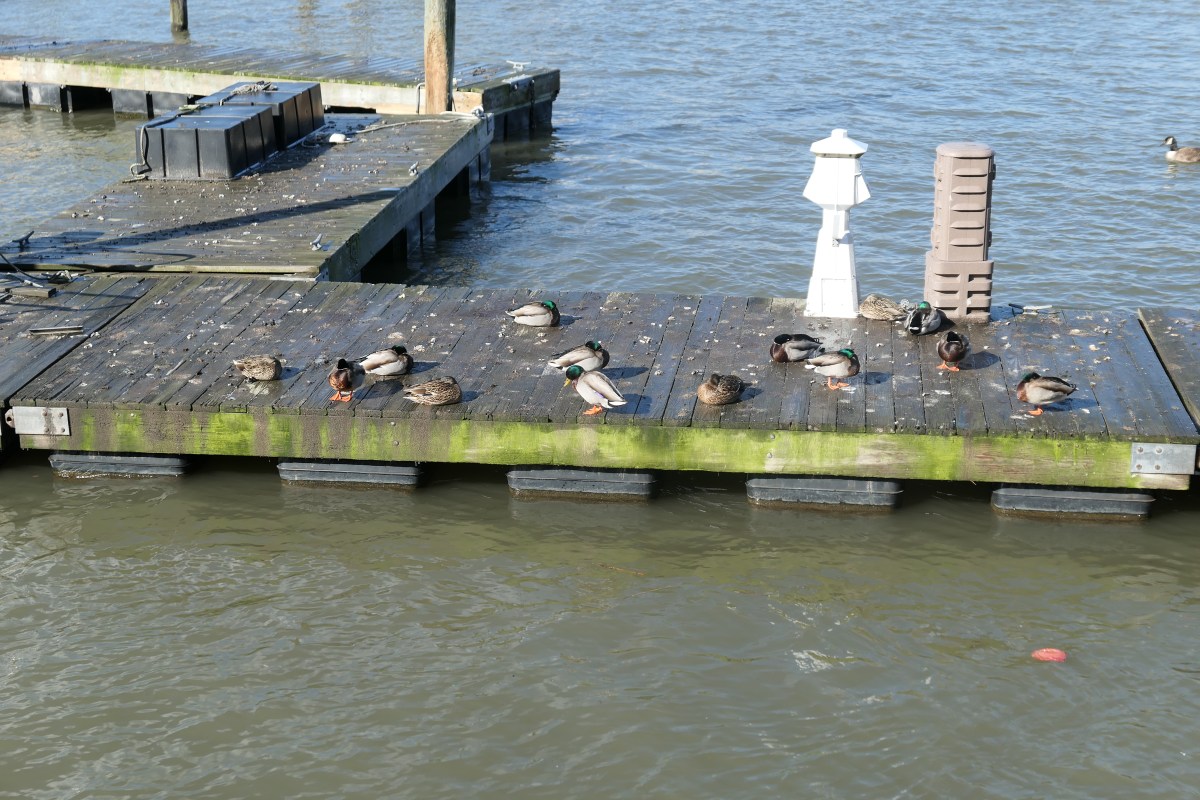 Boat basin squatters – North River Notes