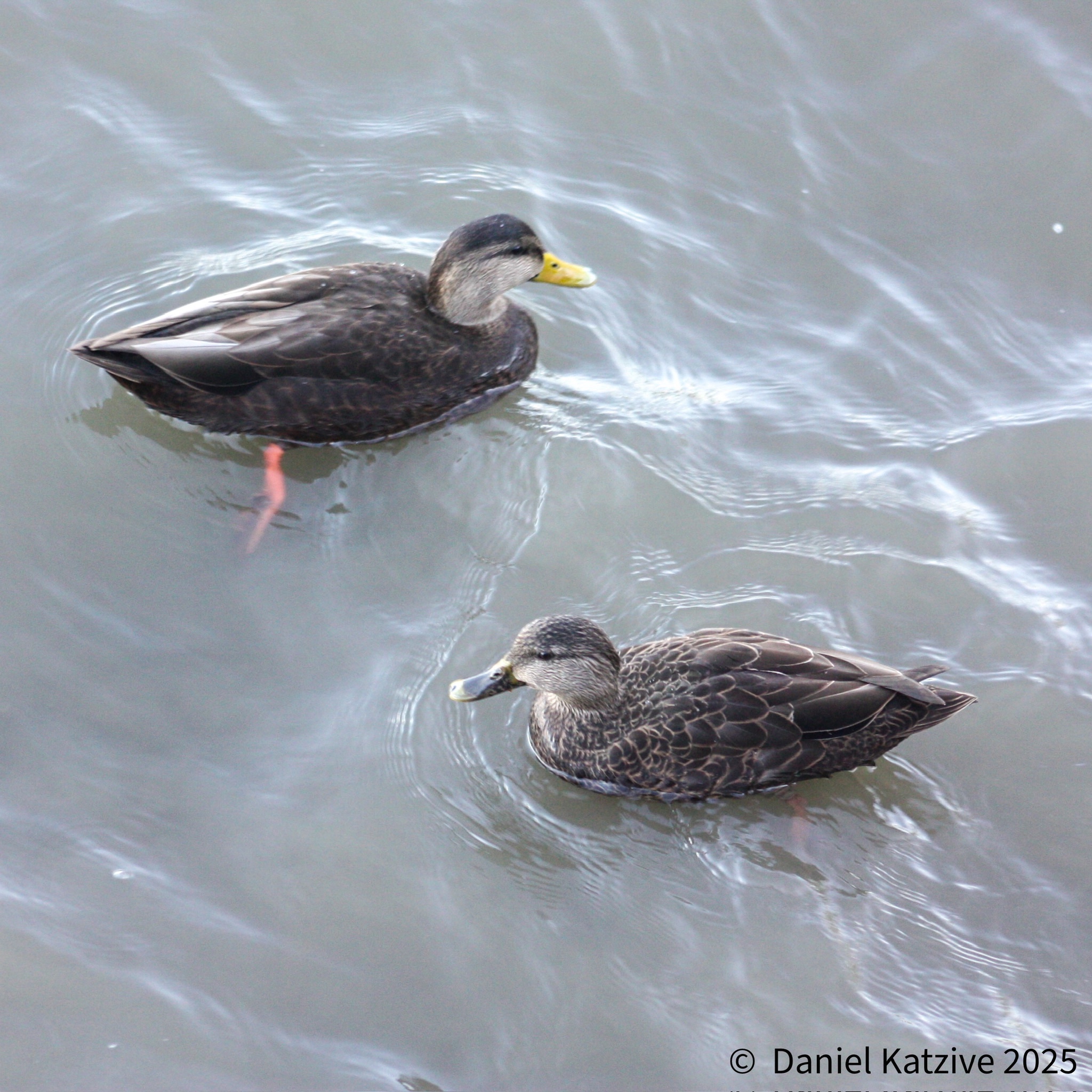 A different kind of duck – North River Notes